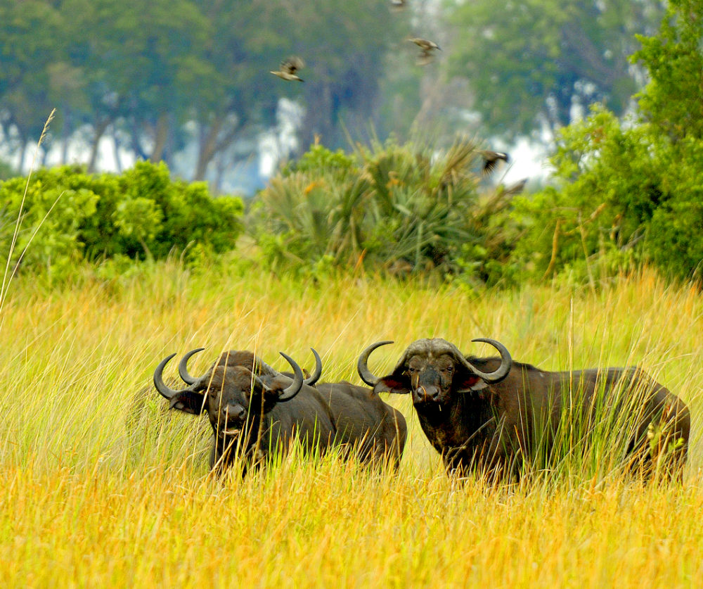 Namibia Buffalo - Fides Pure Luxury